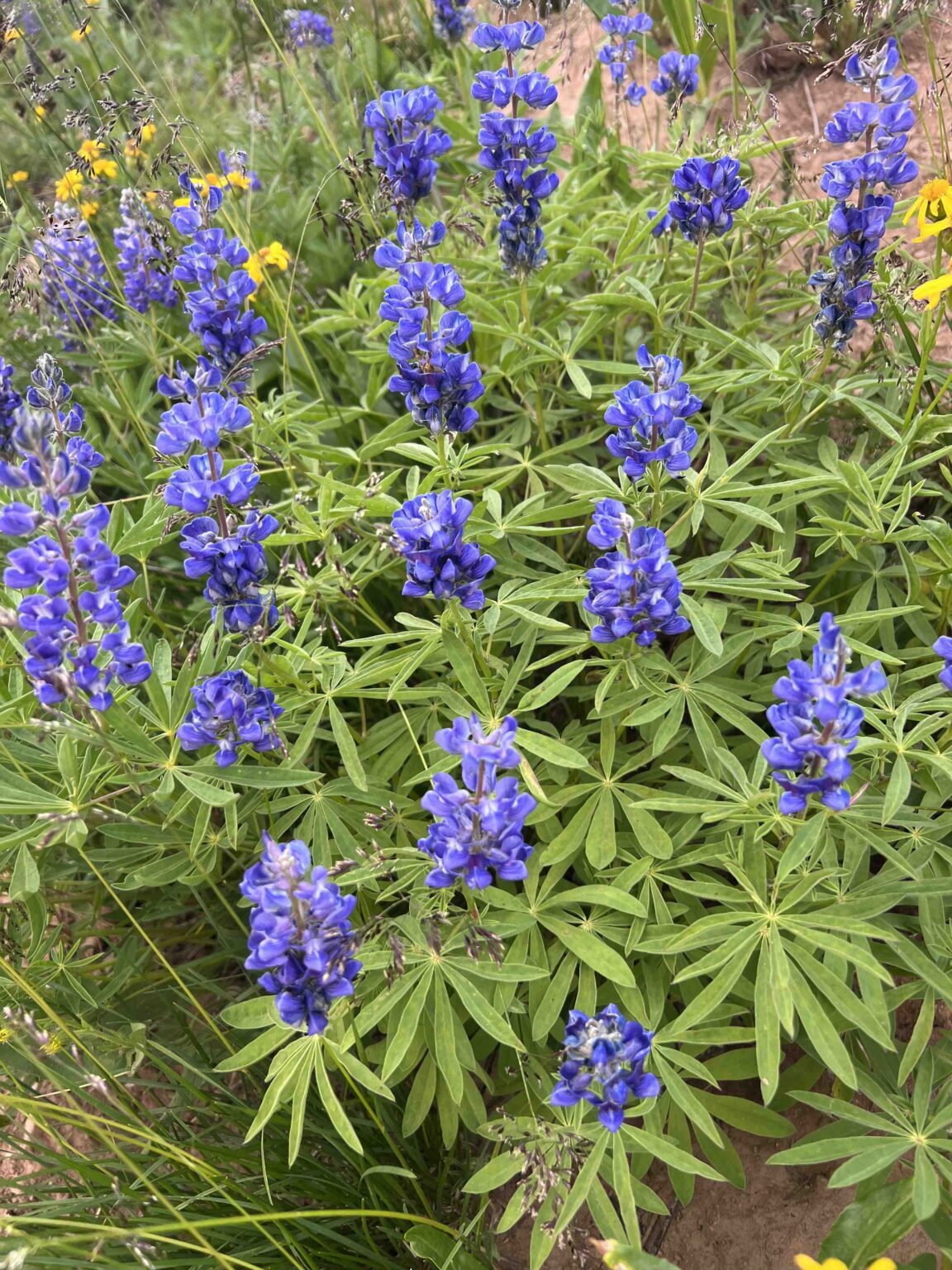 Hike Four Pass Loop and Climb the Maroon Bells Colorado