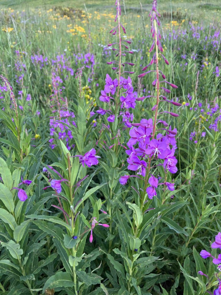 Hike Four Pass Loop and Climb the Maroon Bells Colorado