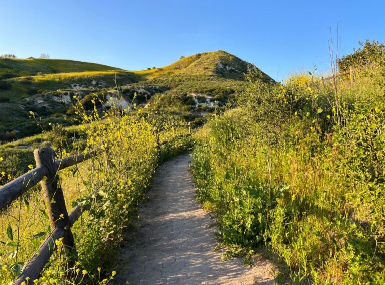 Weir Canyon: Best Wildflower Hike in Orange County 2023