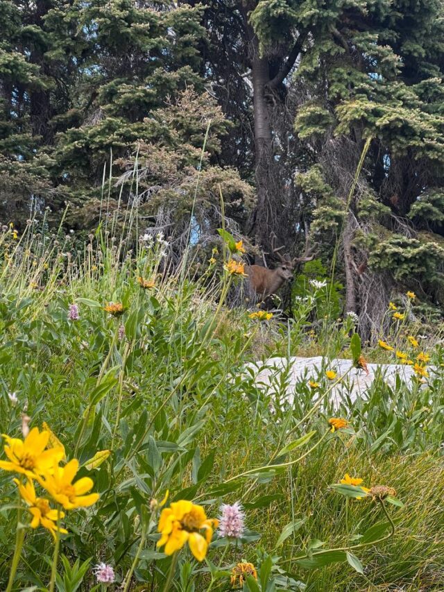 How to Hike Delta Lake in Grand Teton National Park