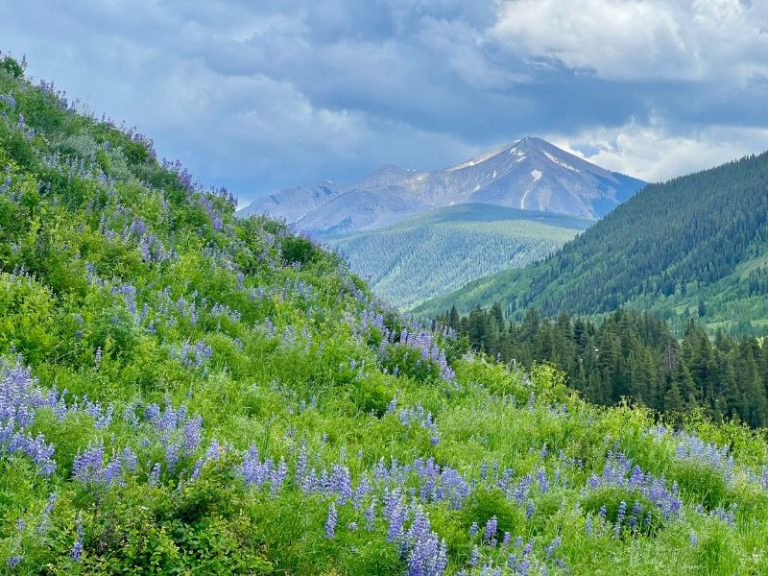 Crested Butte Wildflower Visitor Guide