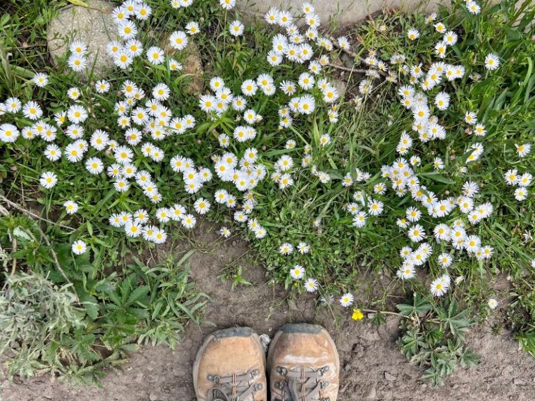 Crested Butte Wildflower Visitor Guide