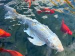 15 Best Things to Do in Ouray, Colorado